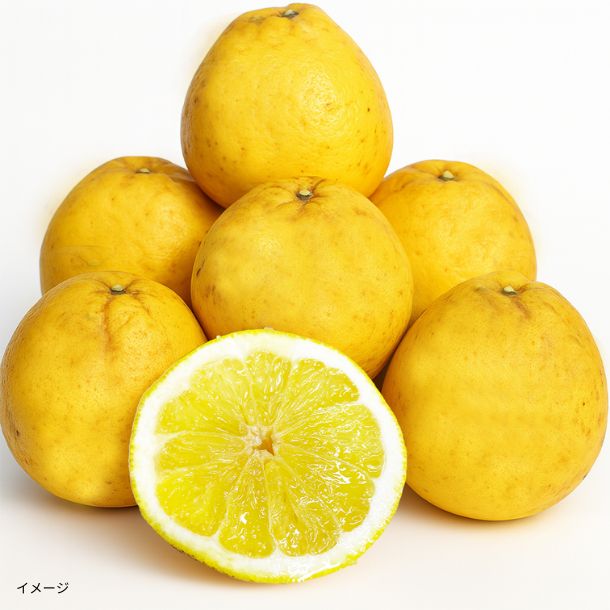 「訳あり 河内晩柑」10kgのお得通販｜Kuradashi(クラダシ)でフードロス・食品ロス削減！