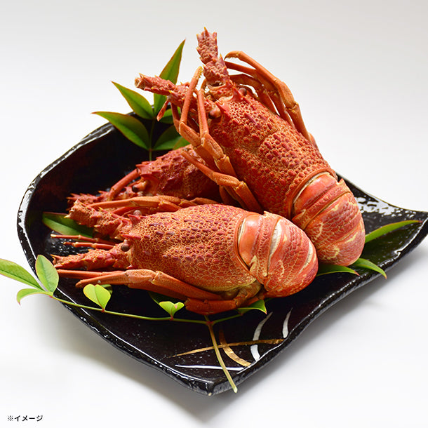 「ロブスター（味付）」4尾入のお得通販｜Kuradashi(クラダシ)でフードロス・食品ロス削減！