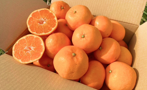 大崎上島産「はるみ」5kgのお得通販｜Kuradashi(クラダシ)でフードロス・食品ロス削減！