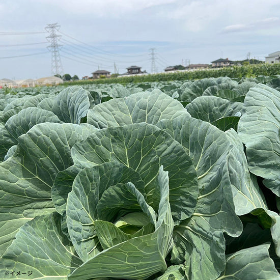 【Kuradashiオリジナル】市場直送！新鮮野菜詰め合わせBOX 小 8〜14種のお得通販｜Kuradashi(クラダシ)でフードロス・食品ロス削減！