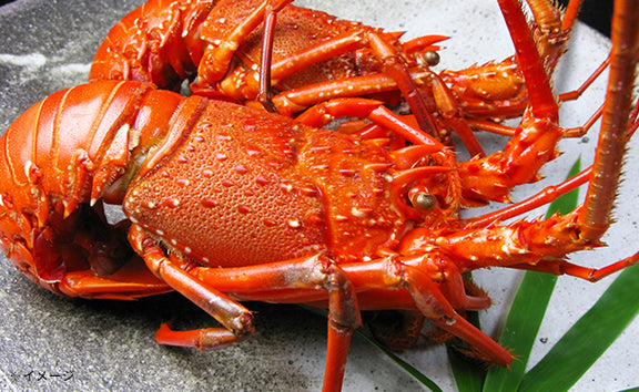 「伊勢海老活〆（ボイル冷凍）」270g前後のお得通販｜Kuradashi(クラダシ)でフードロス・食品ロス削減！