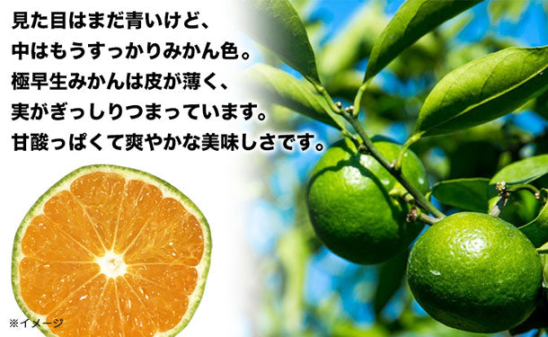 愛媛県産「訳あり 極早生みかん（2S-L）」3kgの通販｜Kuradashiでフードロス・食品ロス削減！