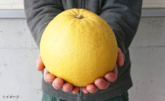 愛媛県産「村松文旦」3kg（3～5玉）のお得通販｜Kuradashi(クラダシ)でフードロス・食品ロス削減！